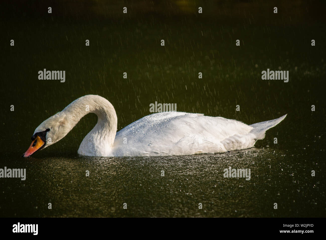 Swan under drops hi-res stock photography and images - Alamy