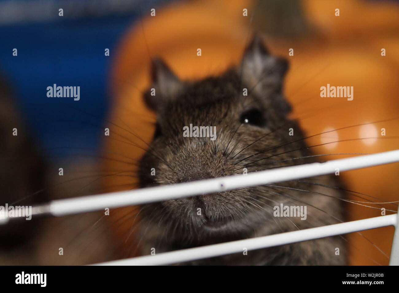 cute pet rodent chilean degu squirrel looks through the cage Stock ...