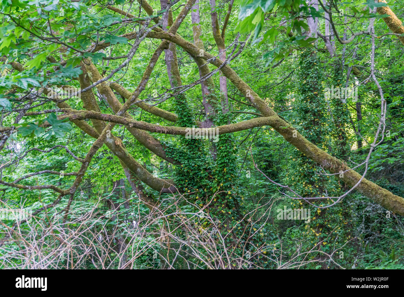 Tree branches hang down at Dash Point e State Park in Washington State ...