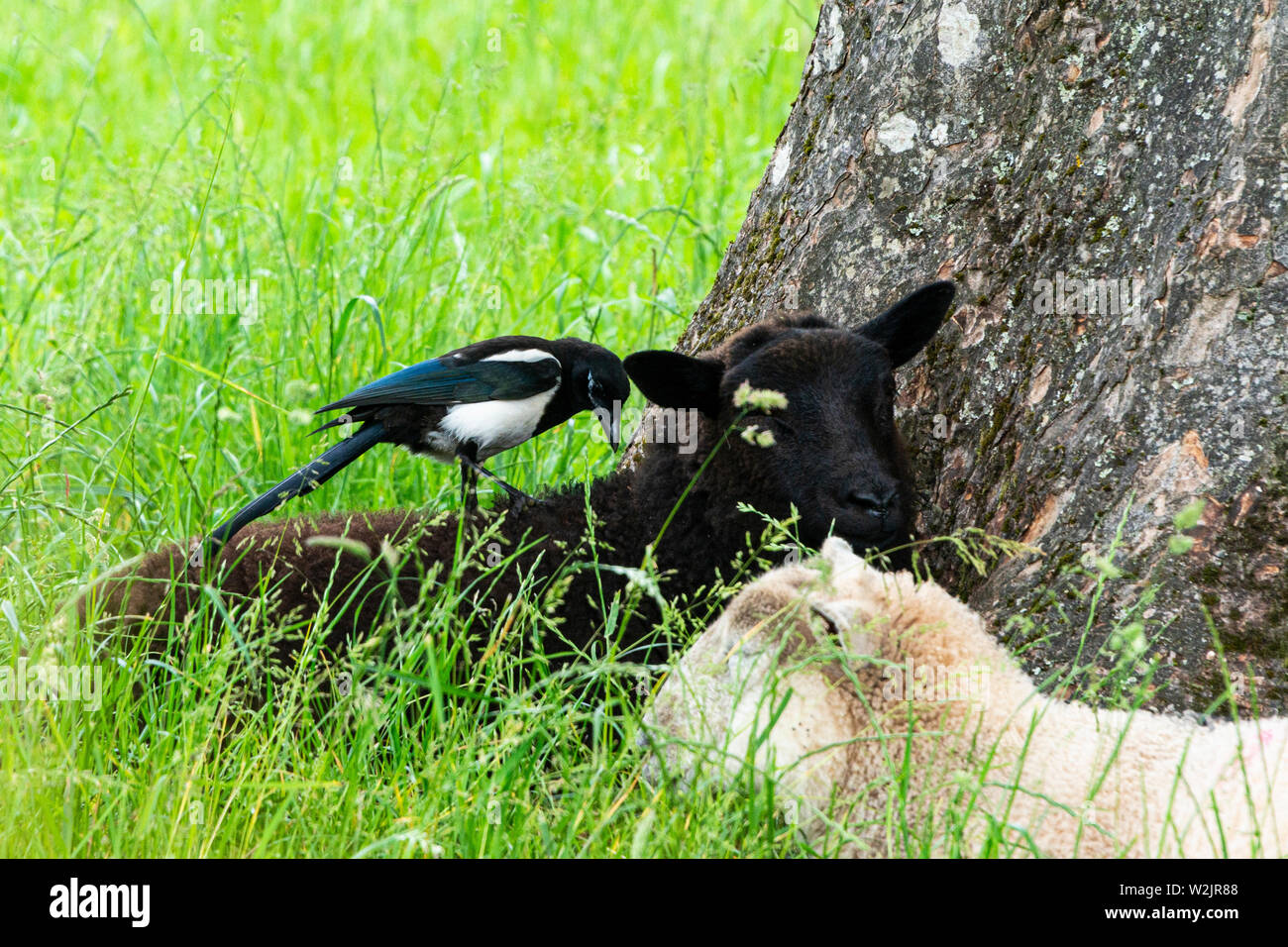 Magpie uk sheep hi-res stock photography and images - Alamy