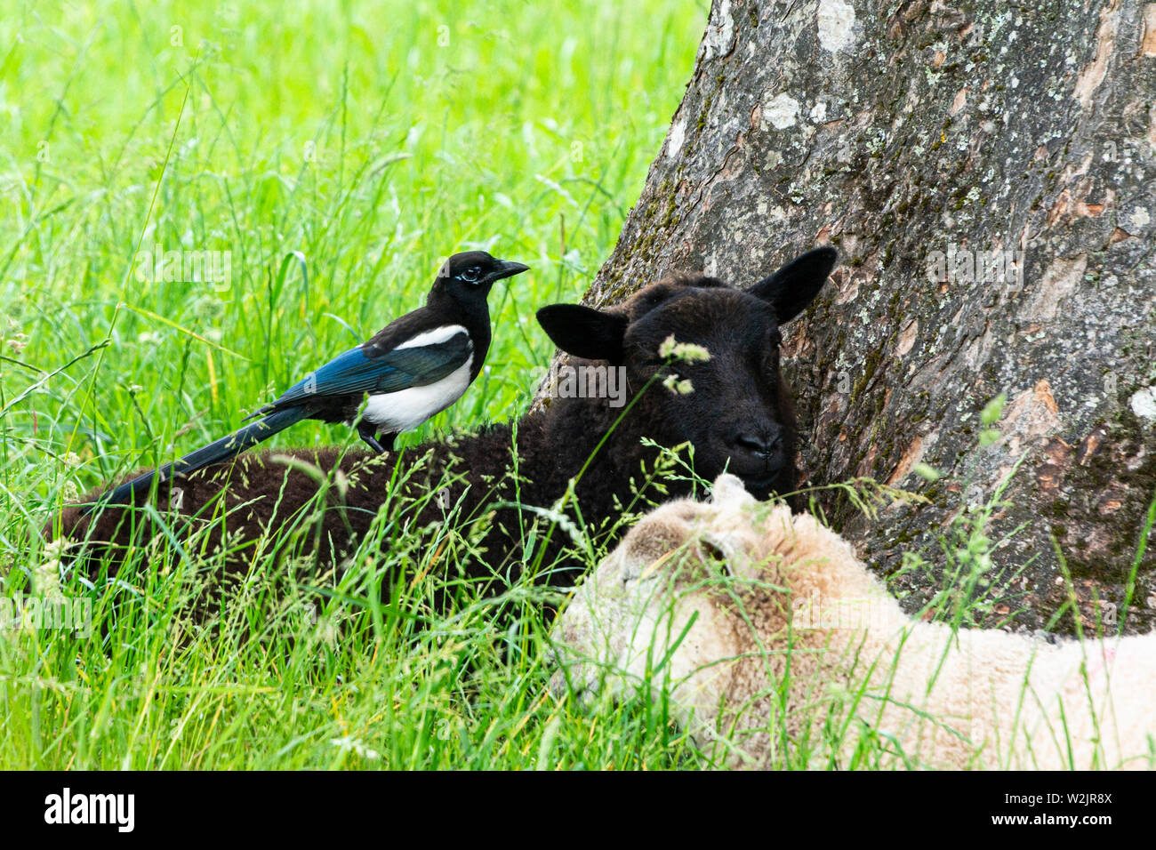 Magpie uk sheep hi-res stock photography and images - Alamy