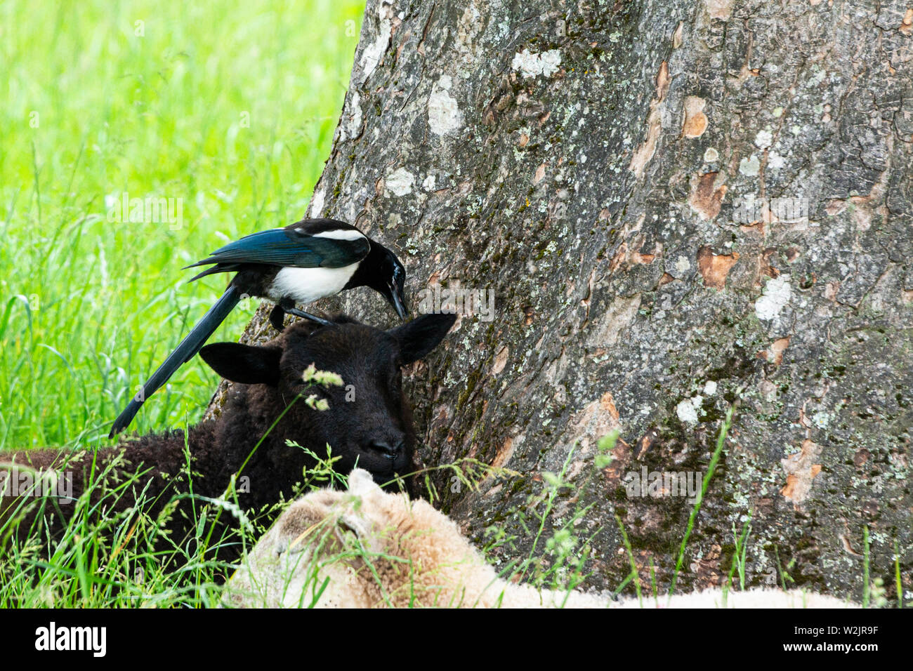 A magpie (Pica pica) feeding off insects from a sheep's head Stock ...