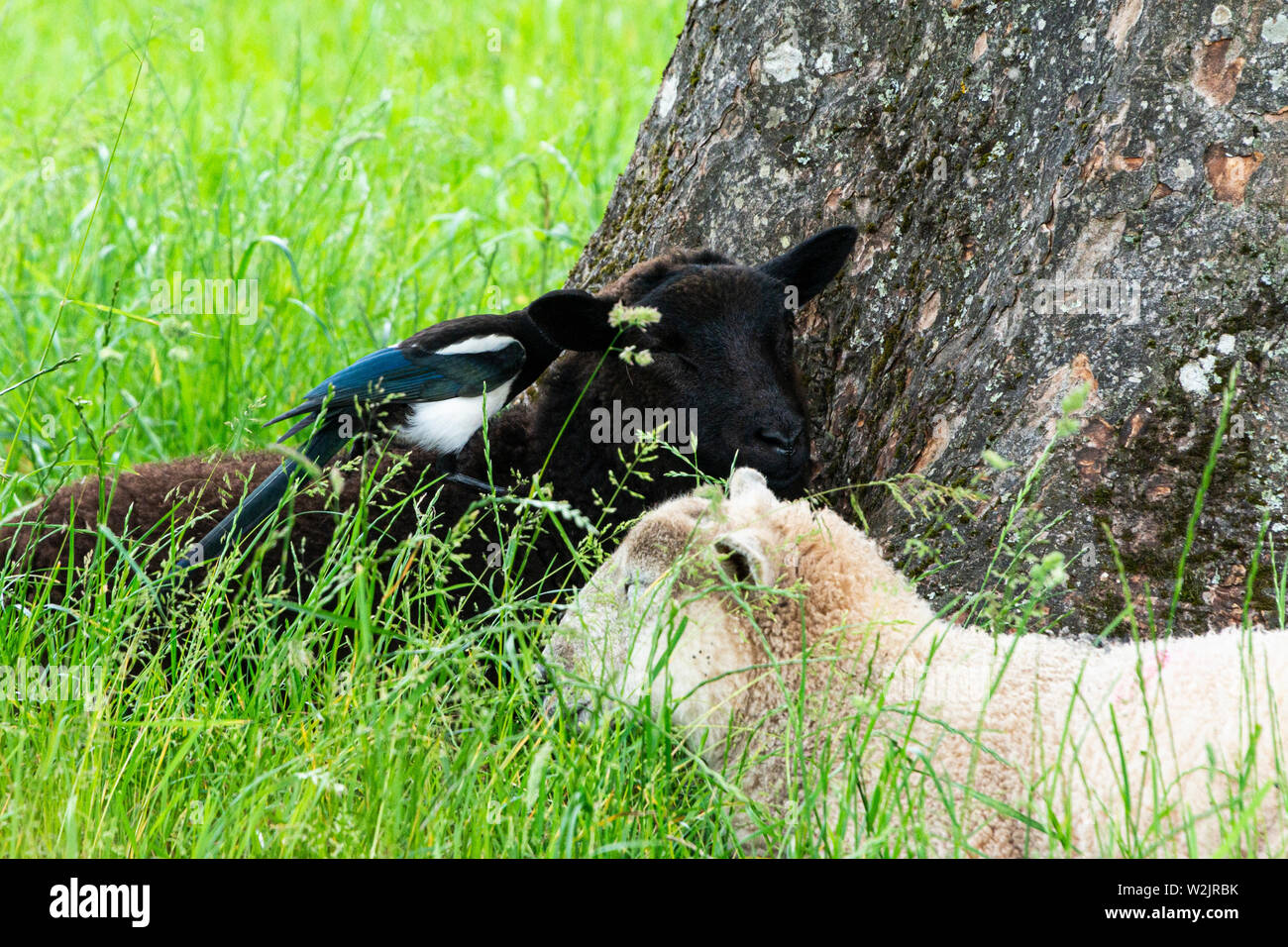 A magpie (Pica pica) feeding off insects from a sheep's ear Stock Photo ...