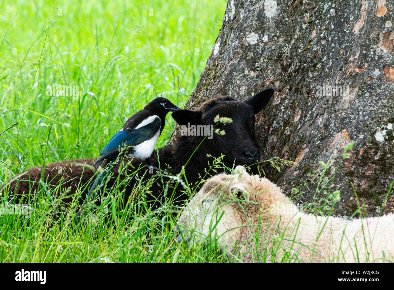 Magpie uk sheep hi-res stock photography and images - Alamy