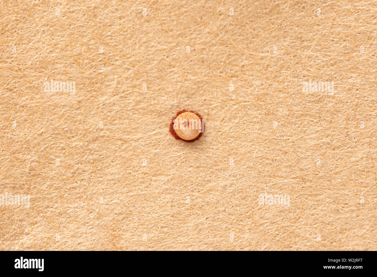 Clodius apollo hi-res stock photography and images - Alamy