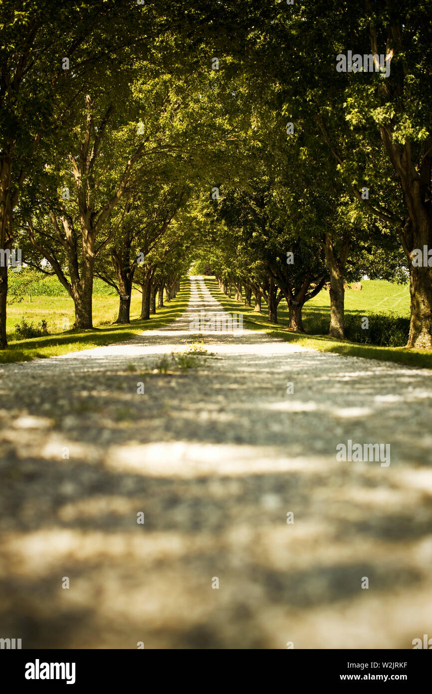 Treelined photos hi-res stock photography and images - Alamy