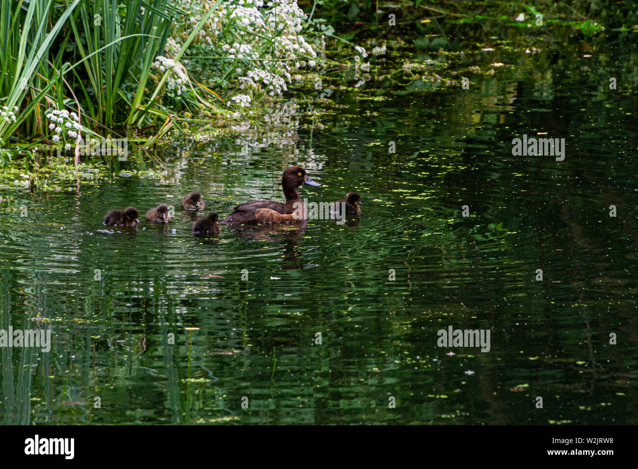 Female tufted duck with ducklings hi-res stock photography and images ...