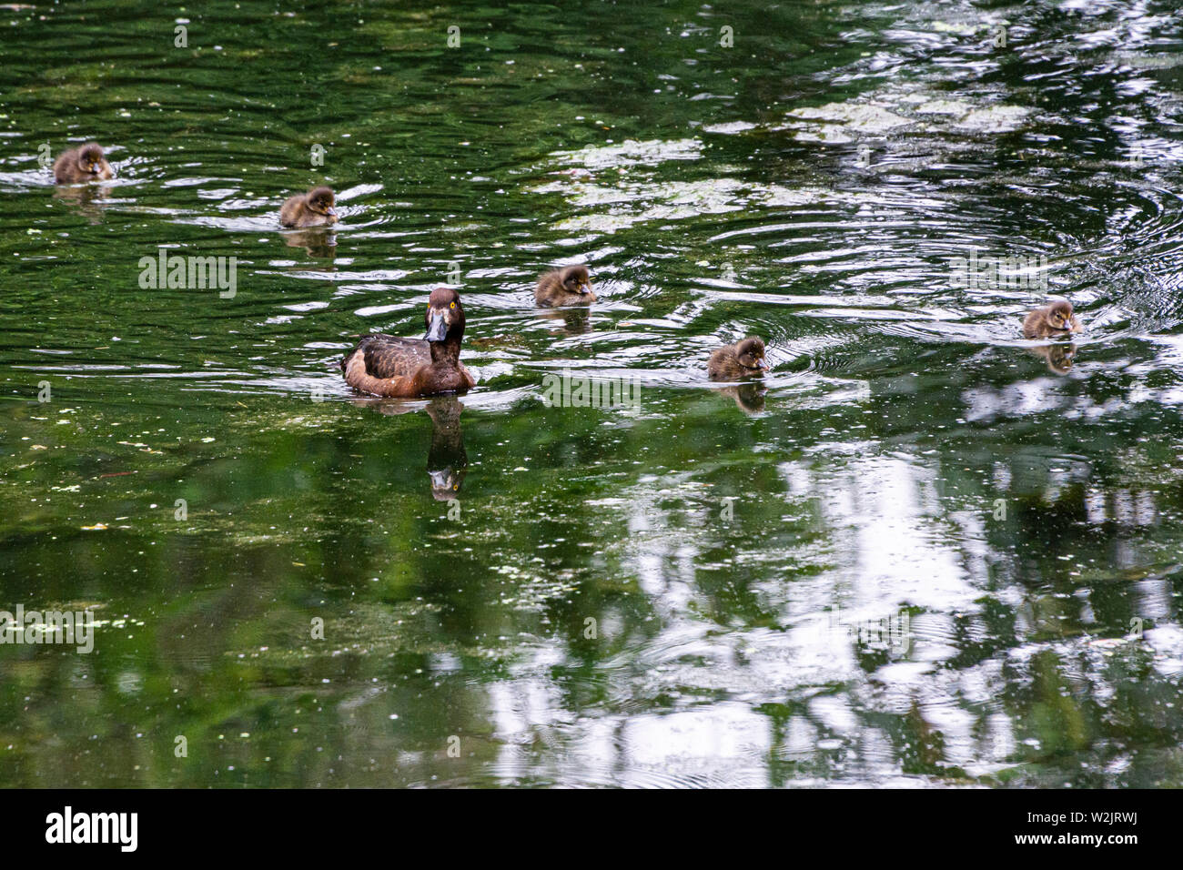 Female tufted duck with ducklings hi-res stock photography and images ...