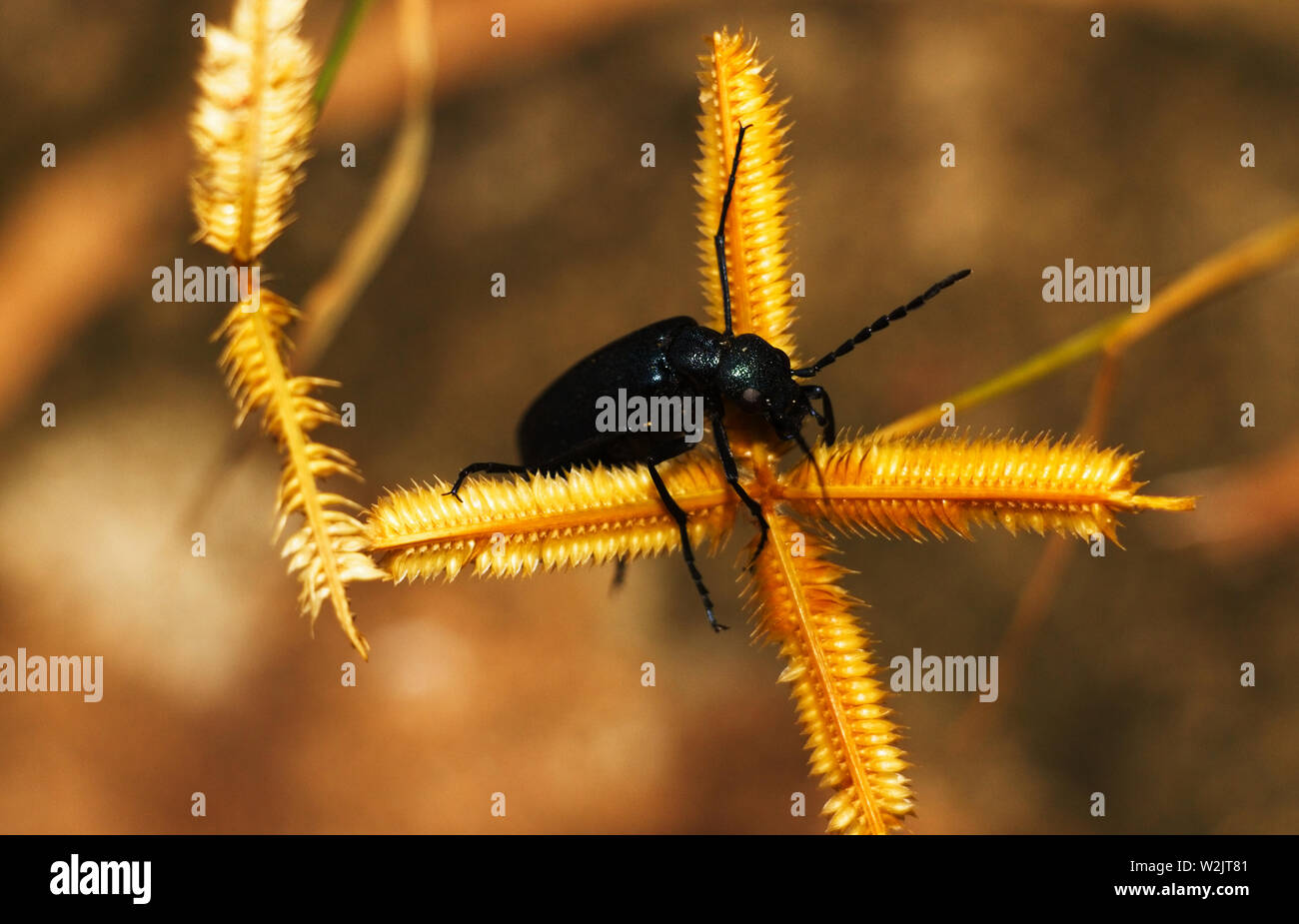 Blister beetle poison hi-res stock photography and images - Alamy