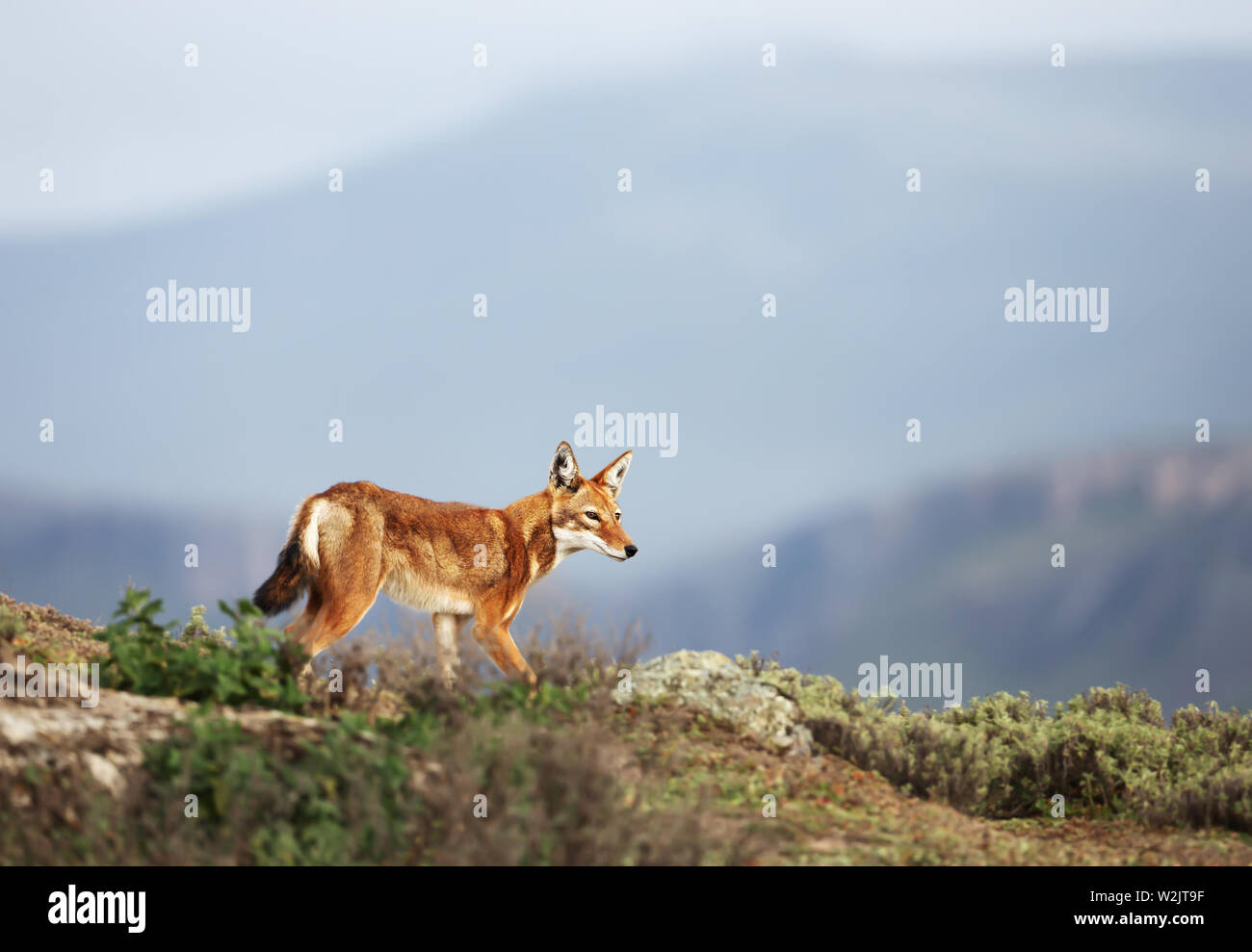 Close up of a rare and endangered Ethiopian wolf (Canis simensis) in ...