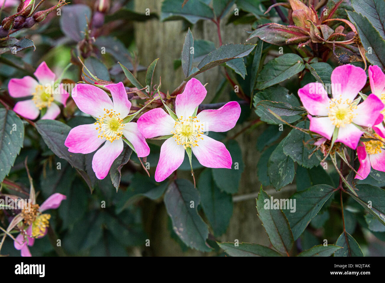 Red leaved rose rosa glauca hi-res stock photography and images - Alamy
