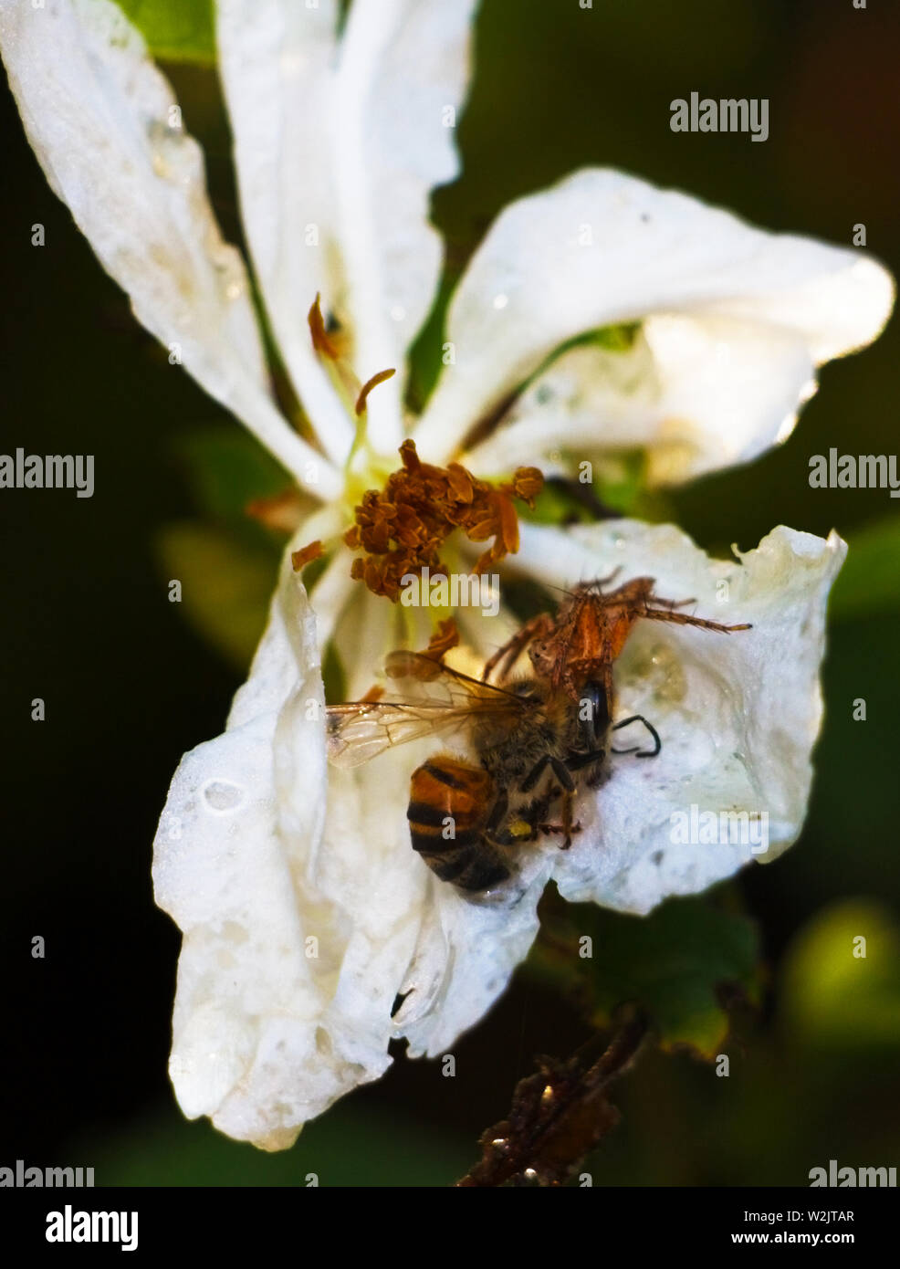 The Golden Lynx Spider is an active predator that stalks and leaps on ...