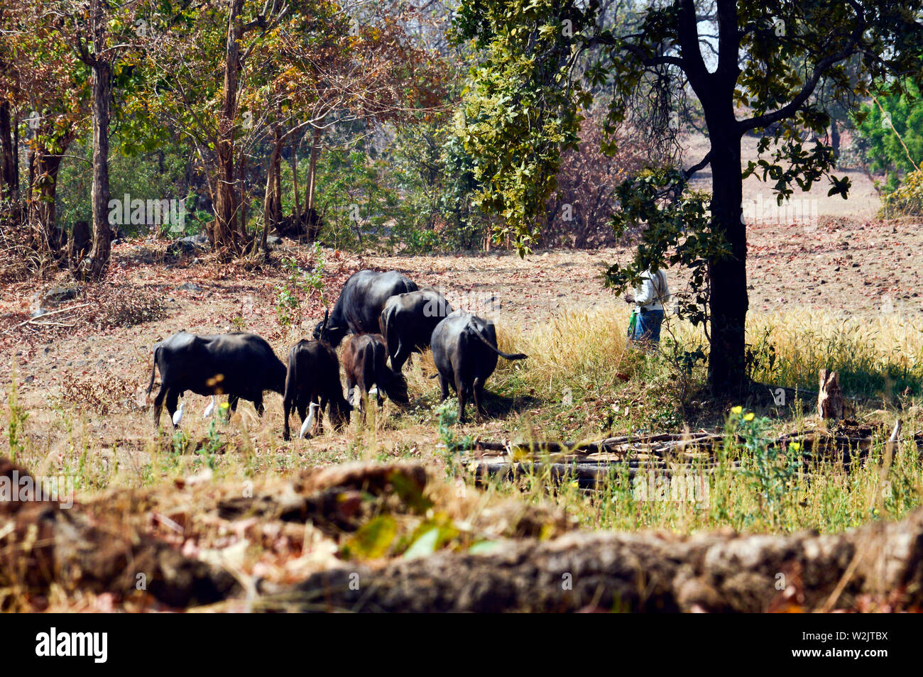 Uses of animals in farming hi-res stock photography and images - Alamy