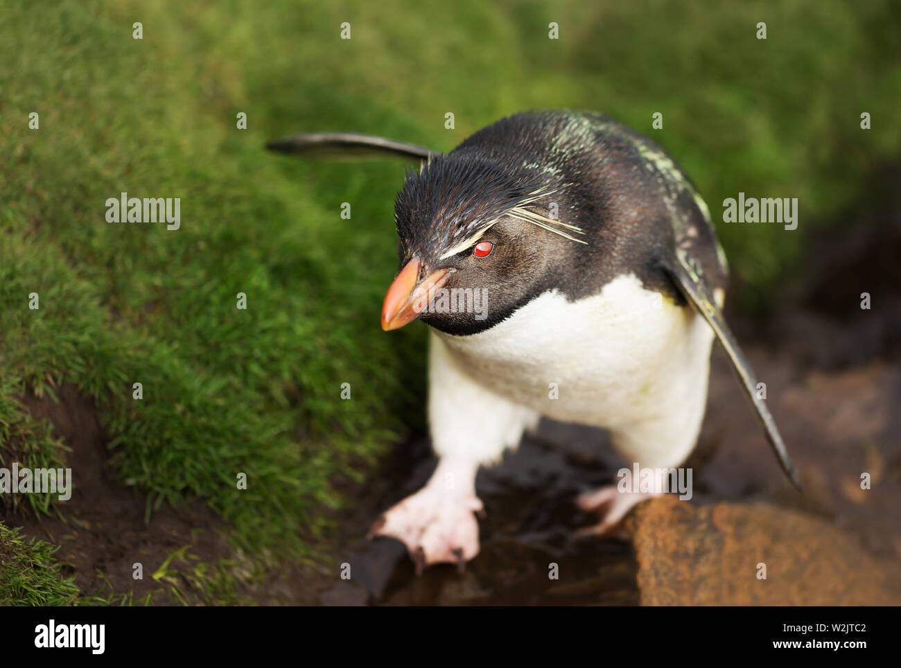 Rockhopper hi-res stock photography and images - Alamy