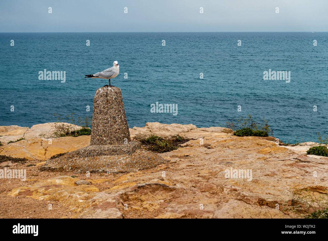 Gull perch hi-res stock photography and images - Alamy