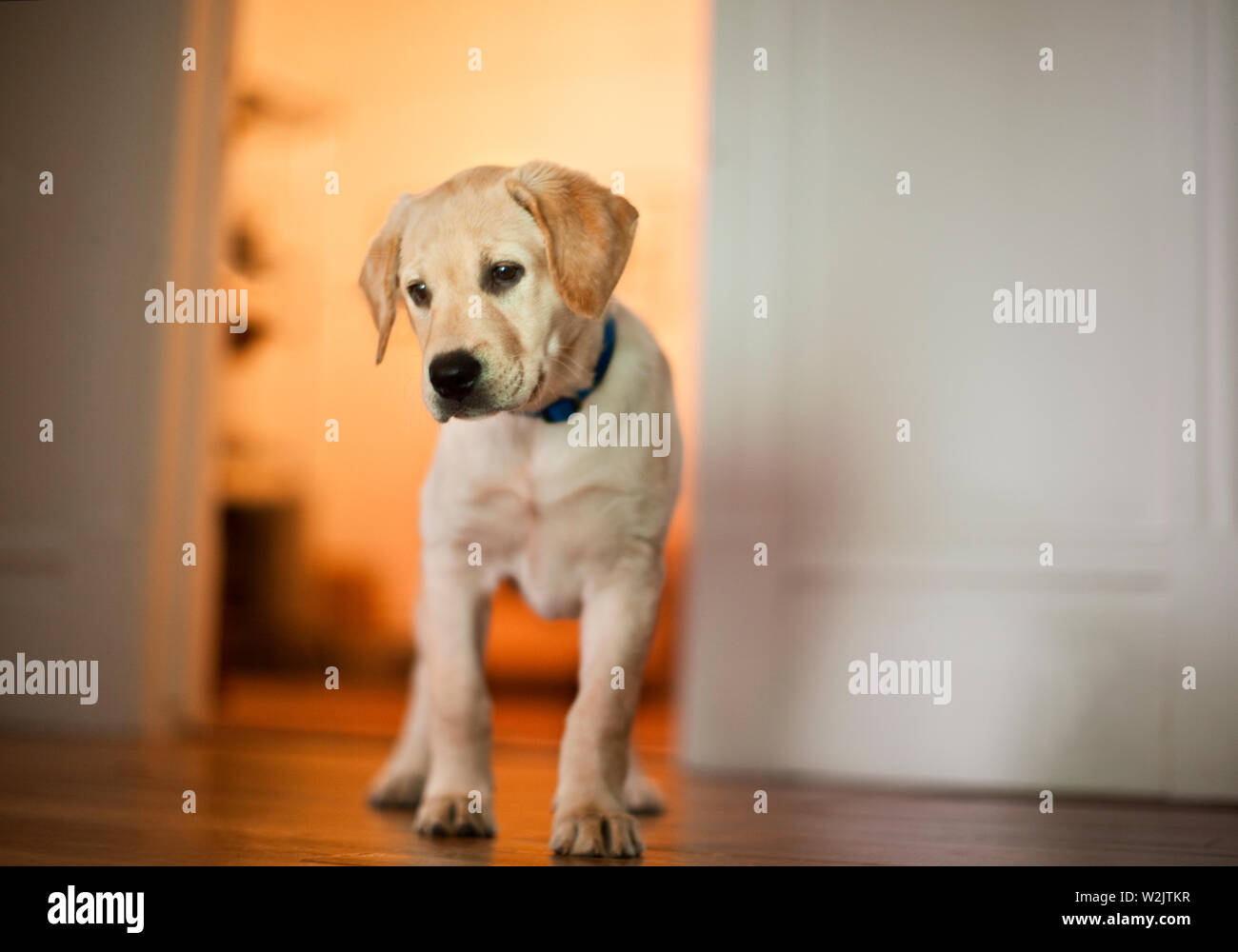 Cute puppy at home Stock Photo - Alamy