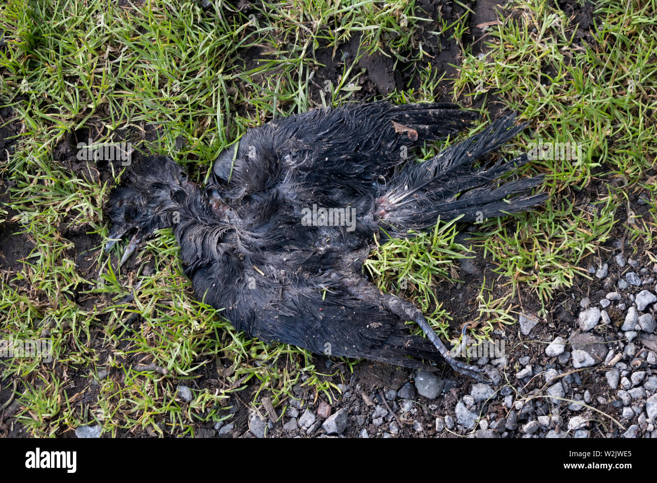 Dead crow hi-res stock photography and images - Alamy