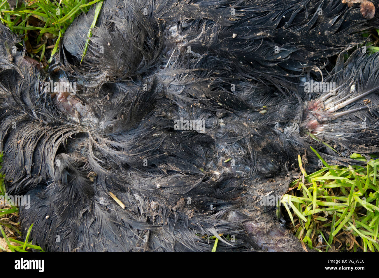 Dead crow hi-res stock photography and images - Alamy