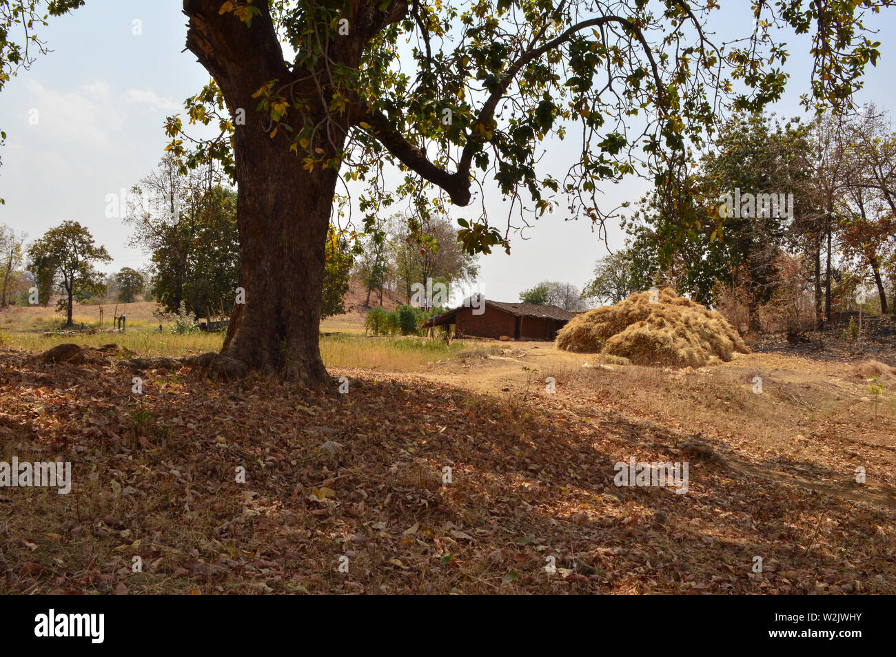 Crop reaping hi-res stock photography and images - Alamy