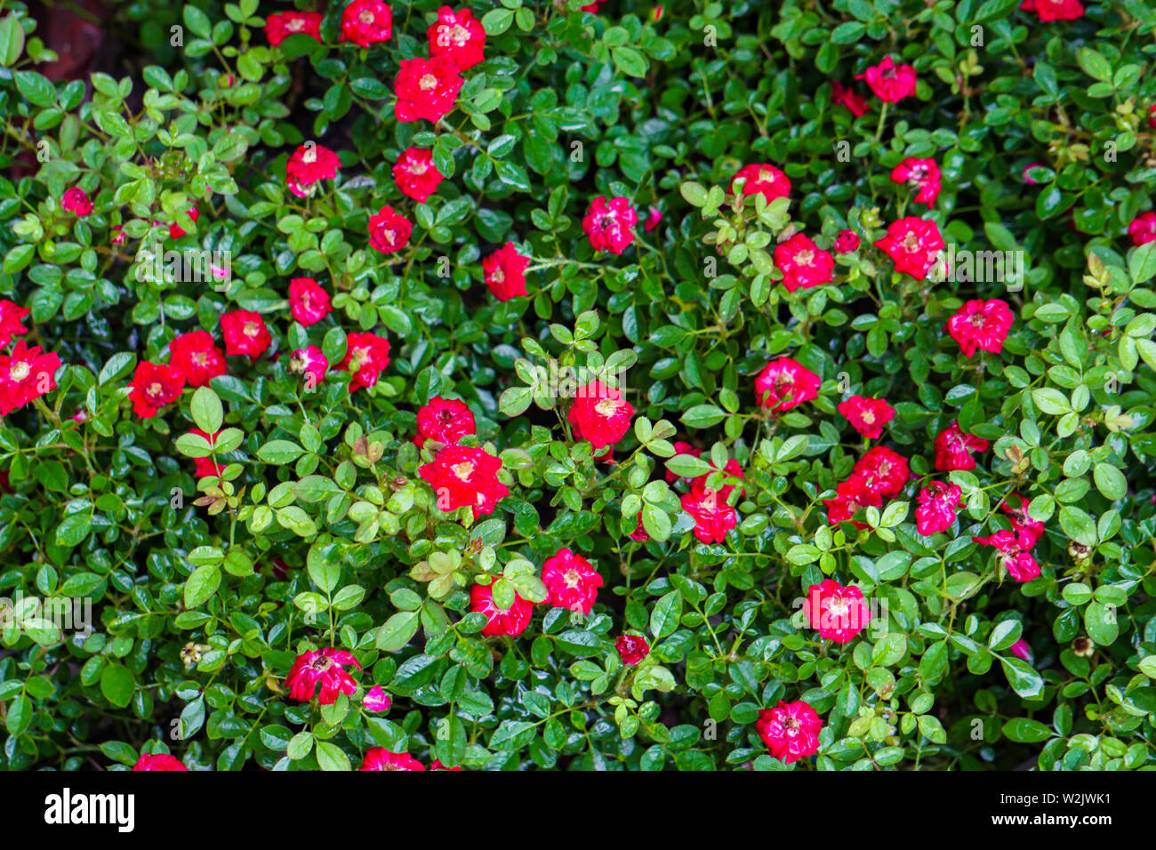 Little rose tree hi-res stock photography and images - Alamy