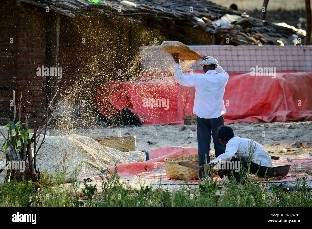 Winnowing or wind winnowing Stock Photo - Alamy