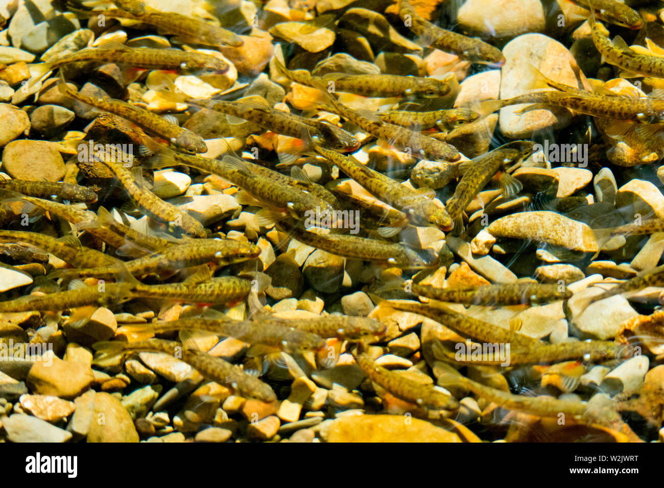 Troutling hi-res stock photography and images - Alamy