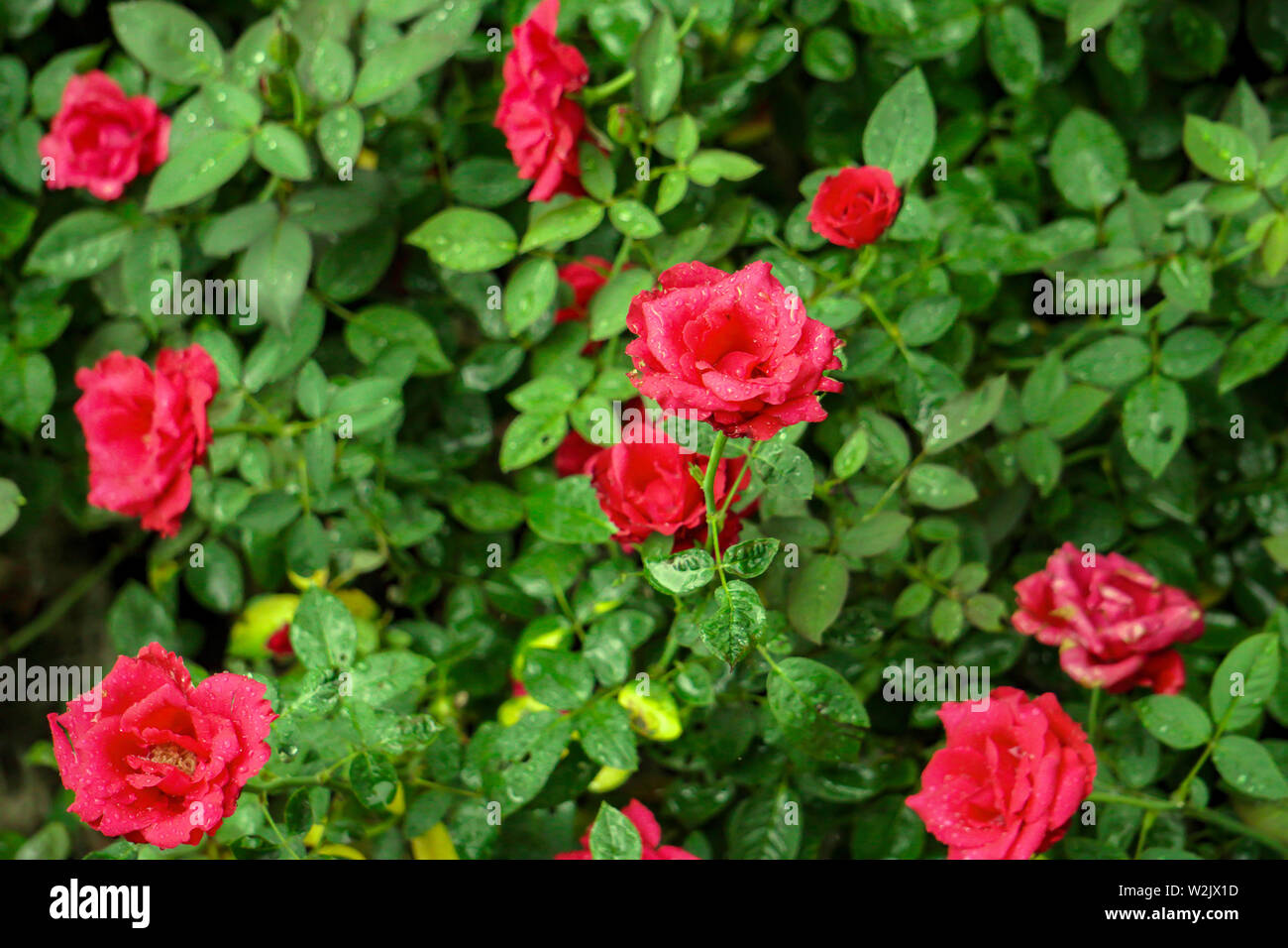 Beautiful Rose Garden Wallpapers