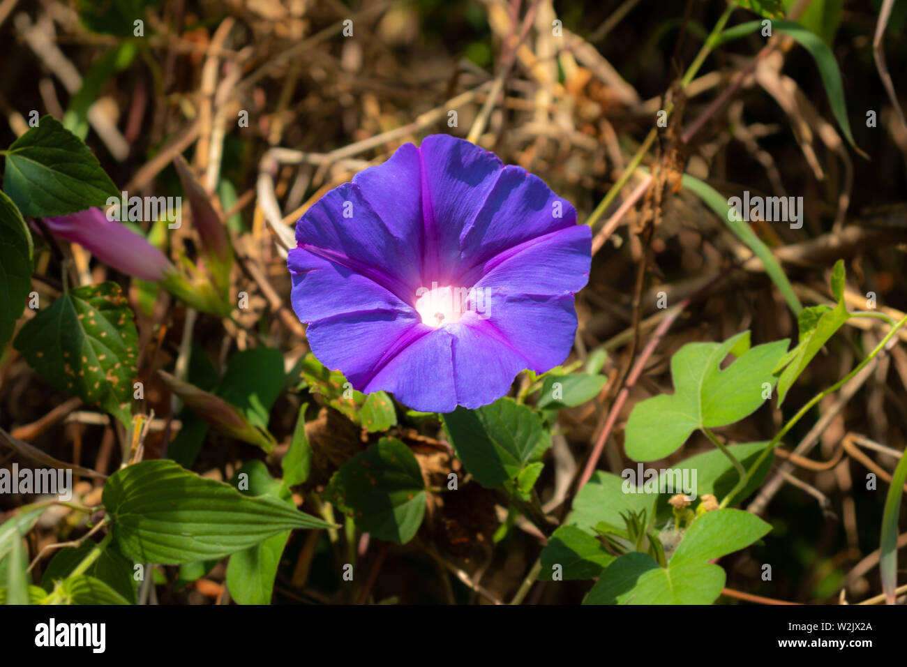 Forest flower in close up with details. It has the nice texture and ...