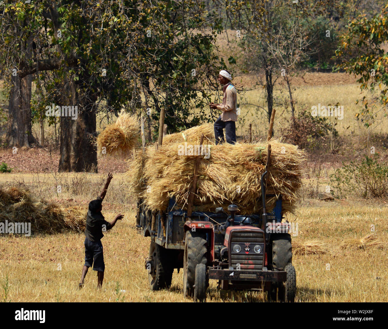 Crop reaping hi-res stock photography and images - Alamy