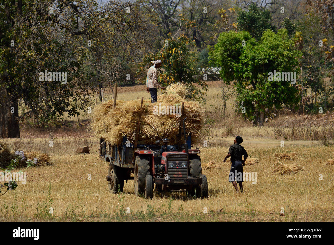Crop reaping hi-res stock photography and images - Alamy