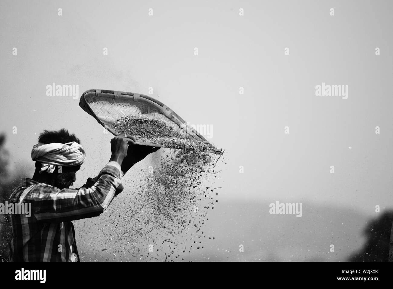 Winnowing or wind winnowing Stock Photo - Alamy