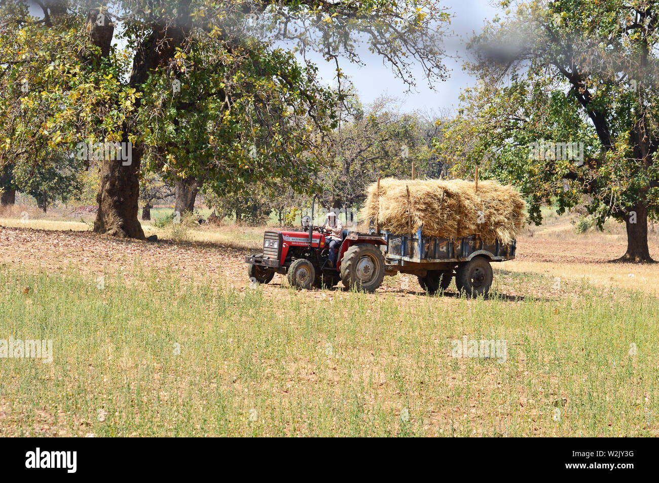 Reaping, Collecting, Loading and storing new crop Stock Photo - Alamy