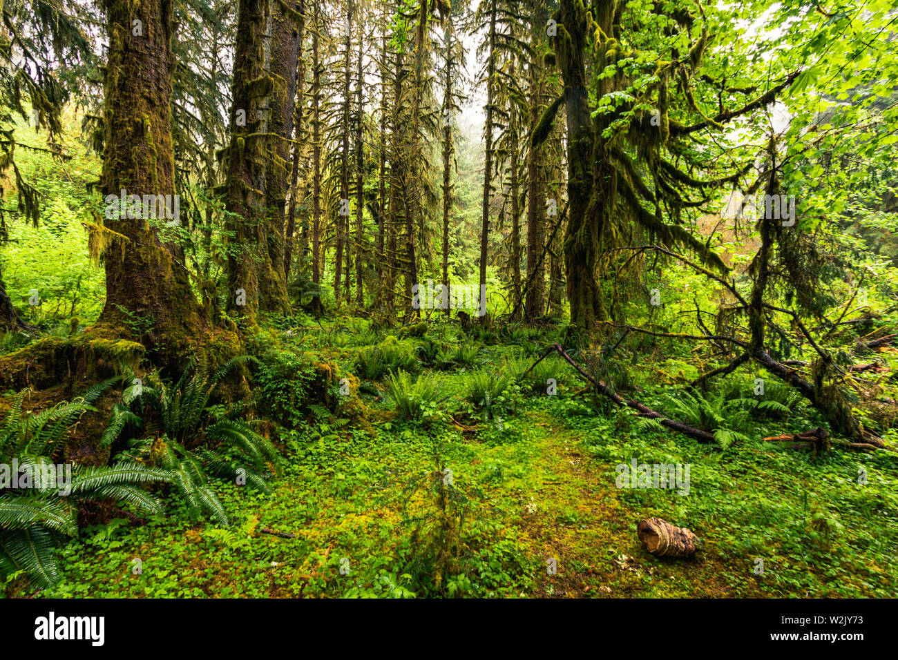 Hoh Rain Forest is situated in Washington, United States of America ...