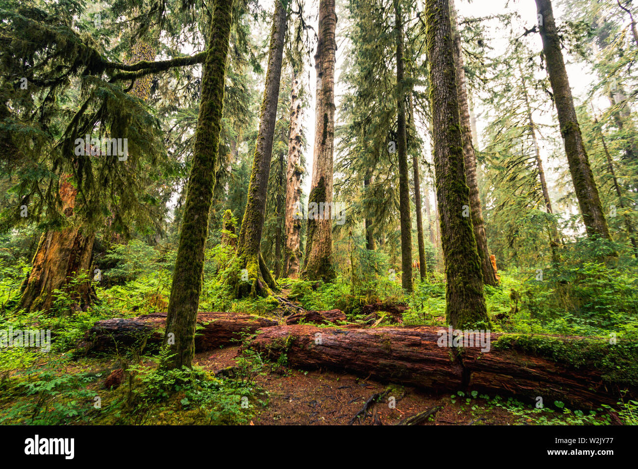 Hoh Rain Forest is situated in Washington, United States of America ...