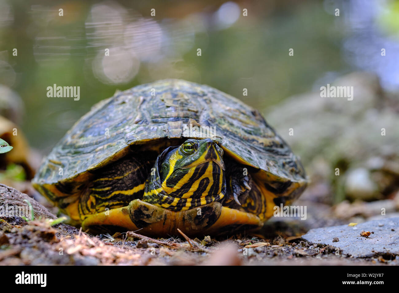 Yellow bellied turtle trachemys hi-res stock photography and images - Alamy