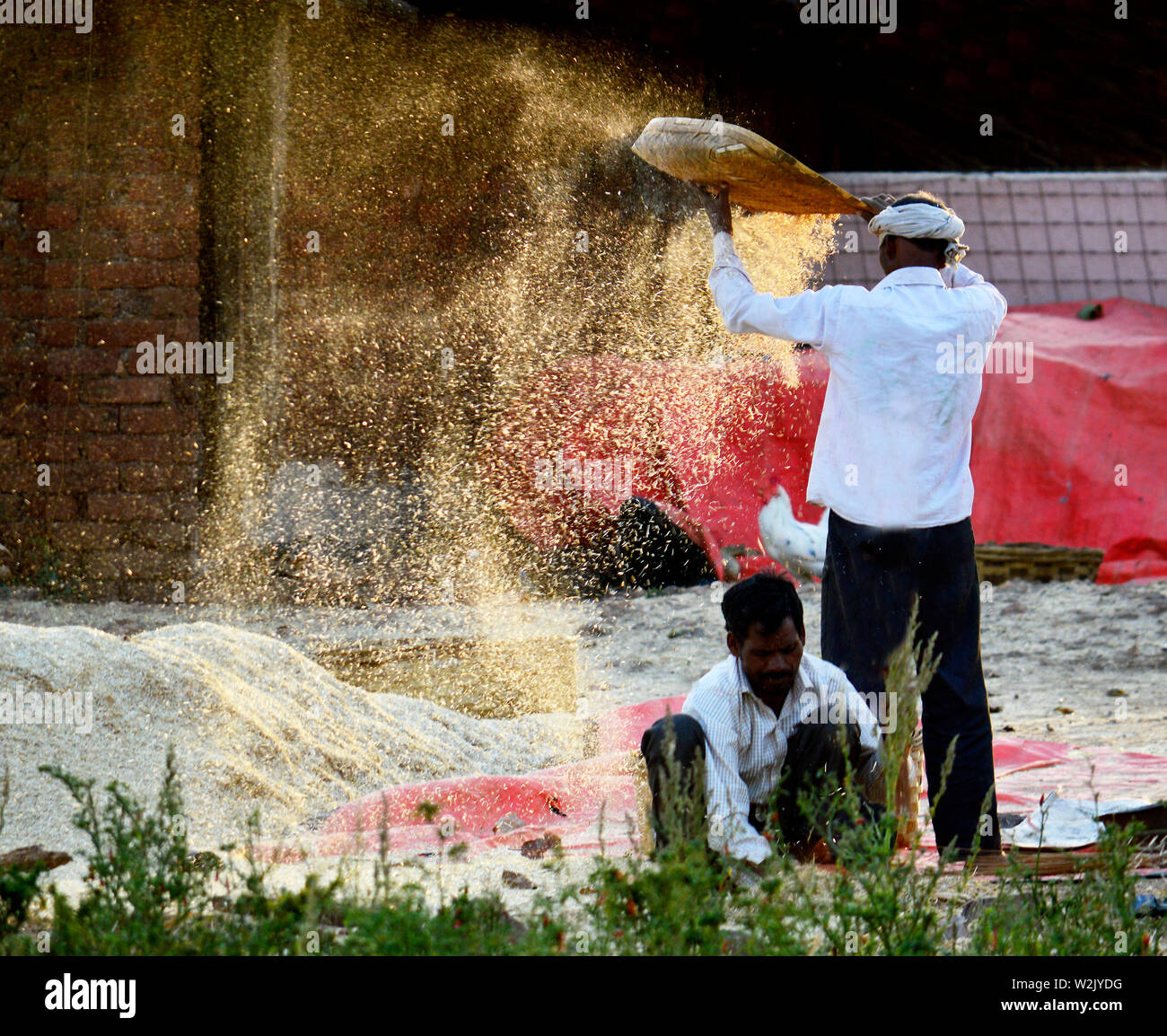 Separating the chaff hi-res stock photography and images - Alamy