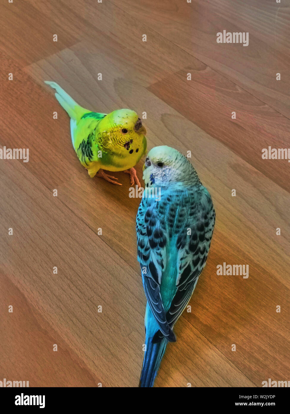 Yellow and blue wavy parrots are sitting on the wooden floor Stock ...