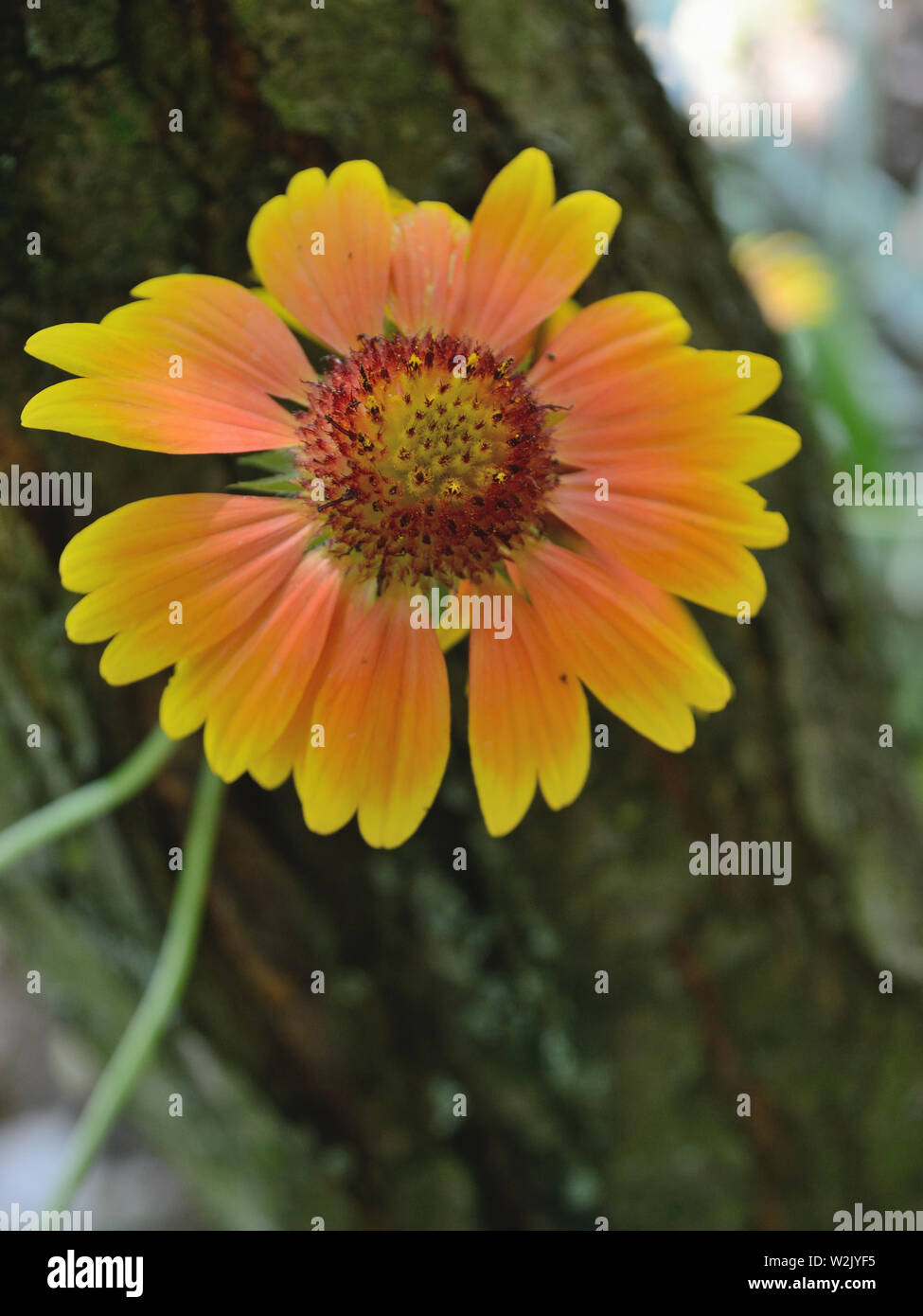 Gaillardia aristata flower hi-res stock photography and images - Alamy