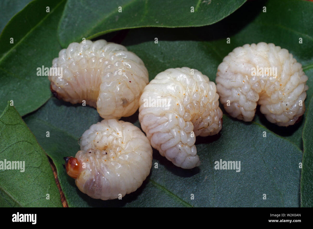 Beetle's larva close-up Stock Photo - Alamy