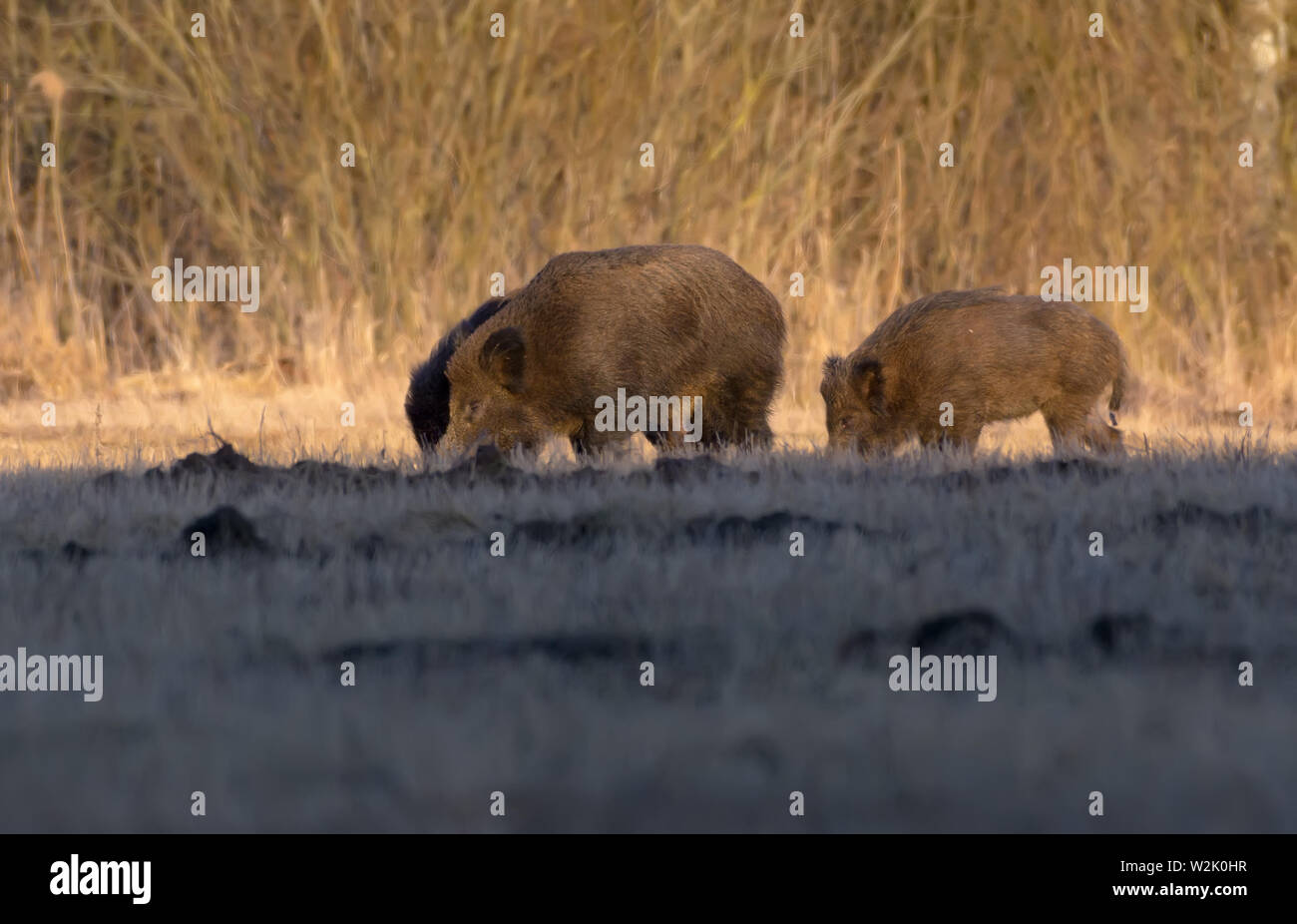 Pig of the sounder hi-res stock photography and images - Alamy