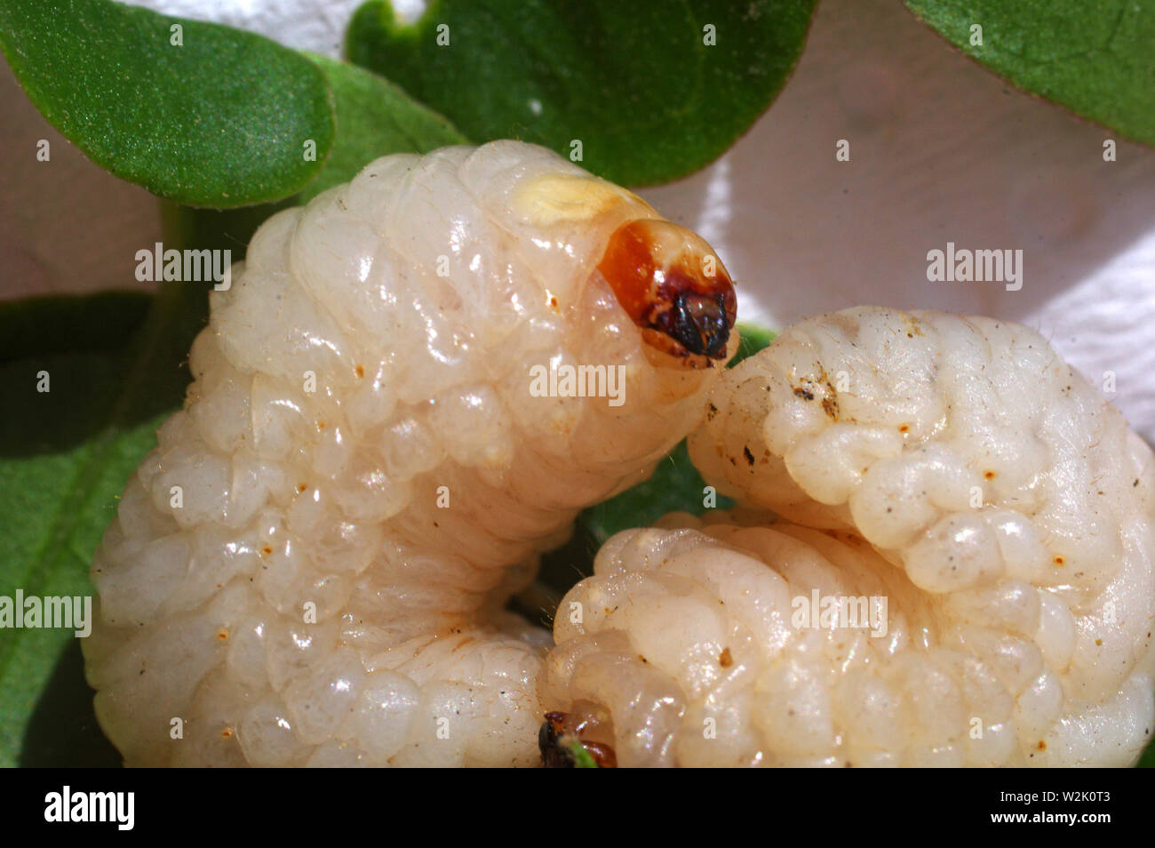Beetle's larva close-up Stock Photo - Alamy