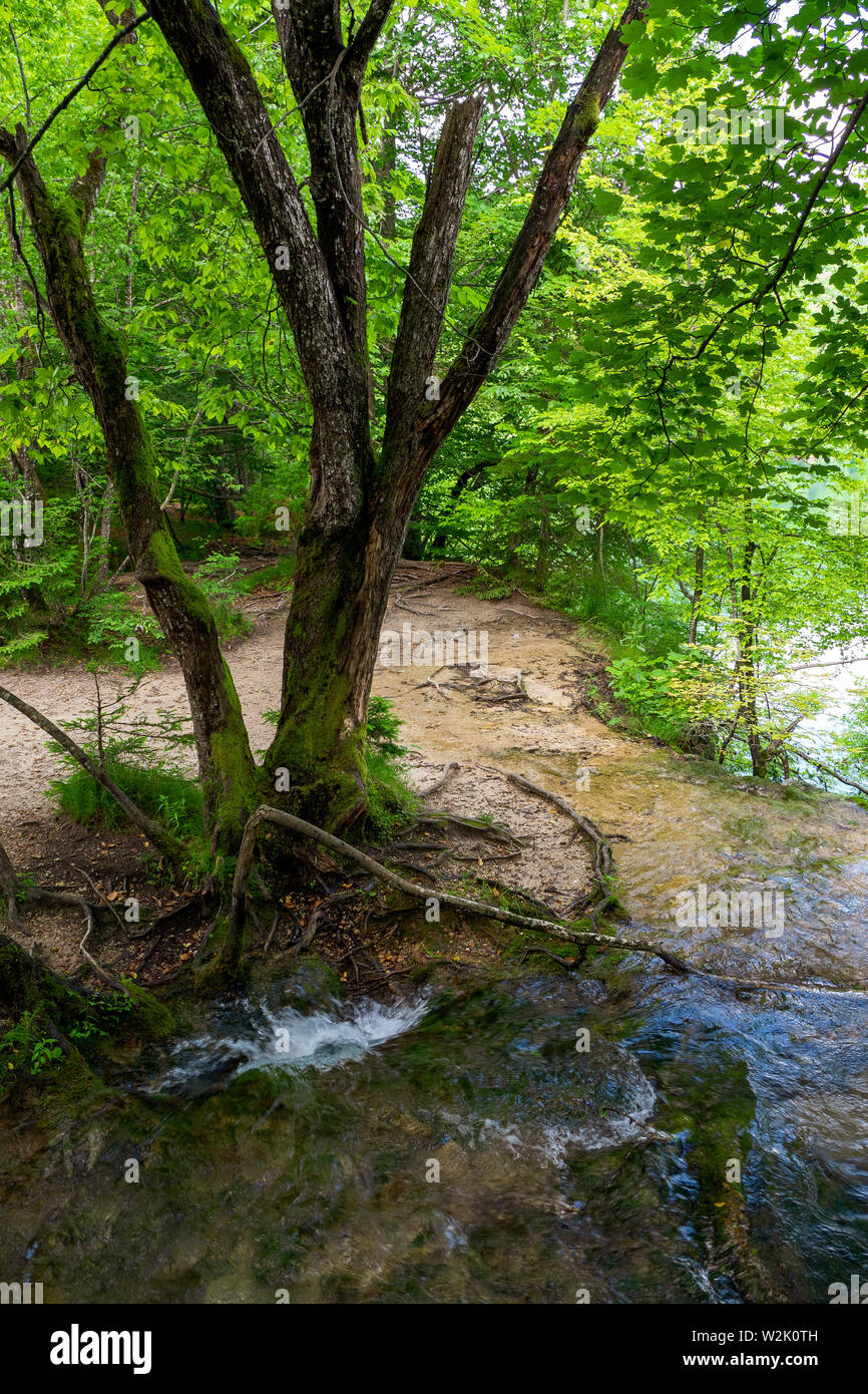 Disappearing tree hi-res stock photography and images - Alamy