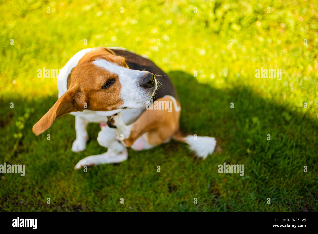 Beagle dog scratching himself in garden. Dog on grass in shade. Skin ...