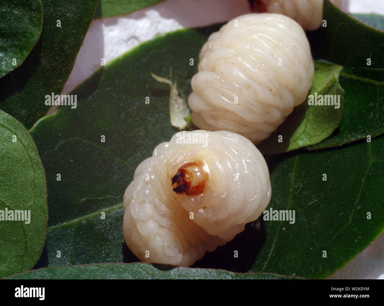 Beetle's larva close-up Stock Photo - Alamy