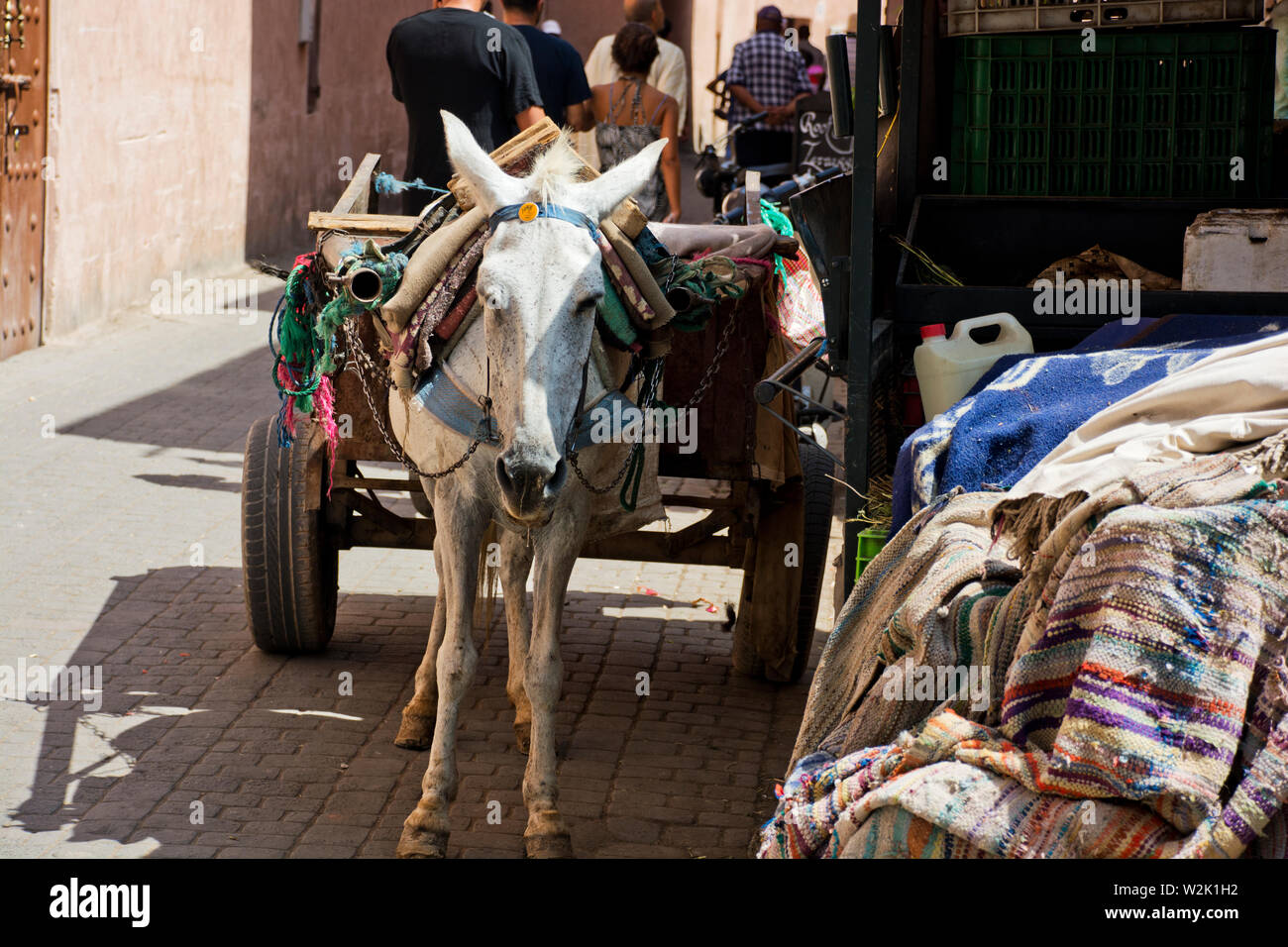 Donkey Cart Marrakech Morocco North High Resolution Stock Photography ...