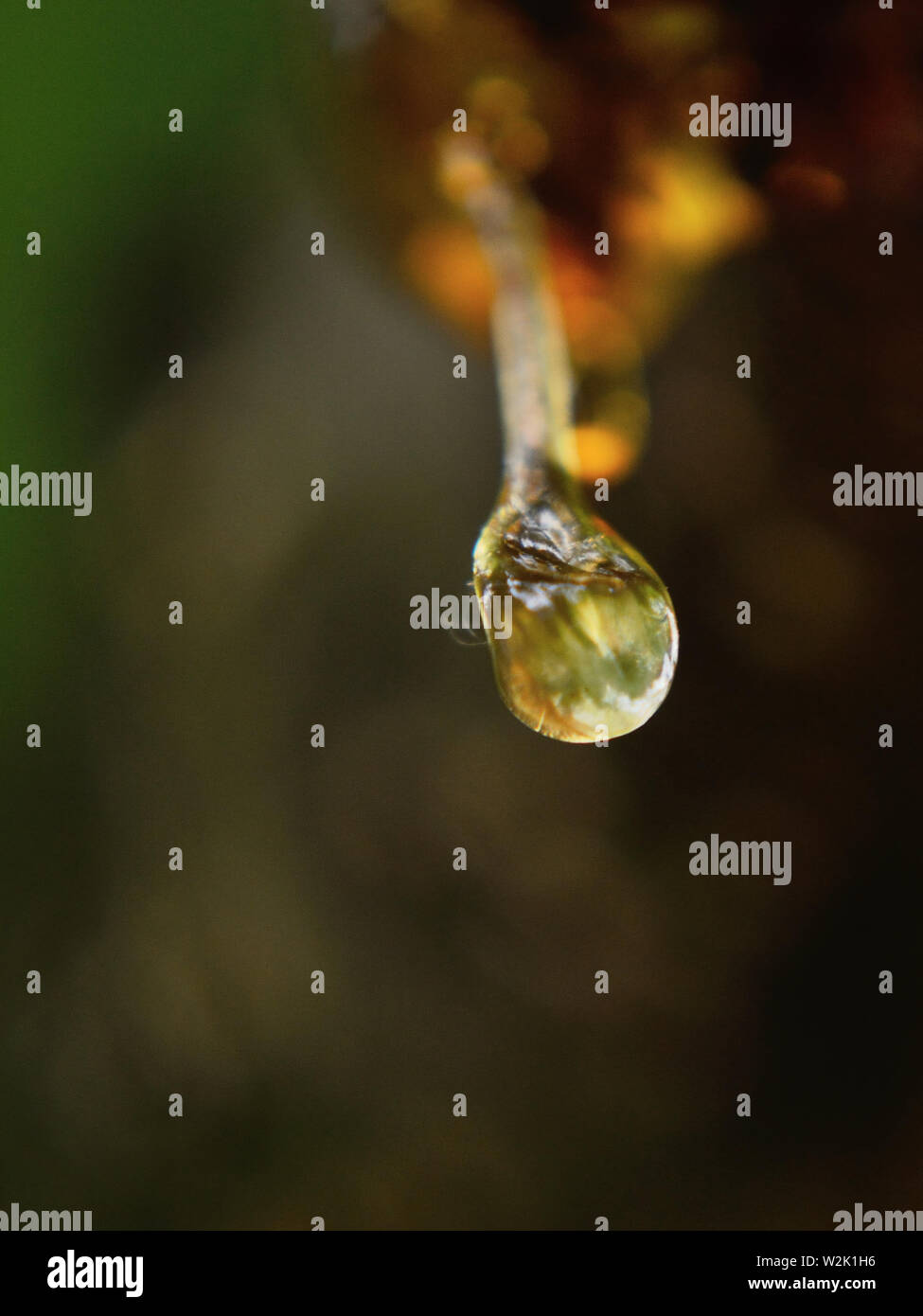 Amber, drop of tree resin Stock Photo - Alamy