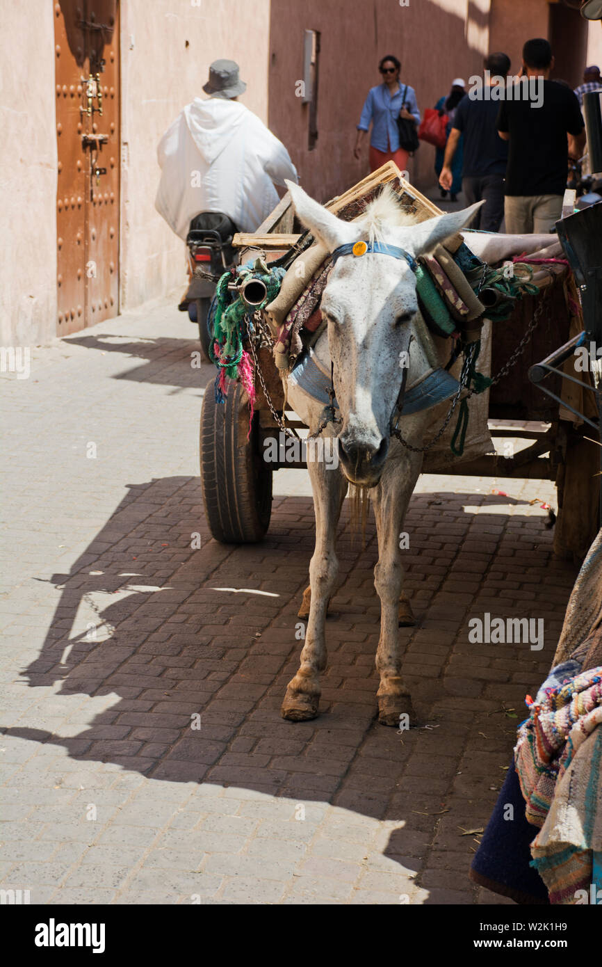 Donkey cart marrakech morocco north hi-res stock photography and images ...