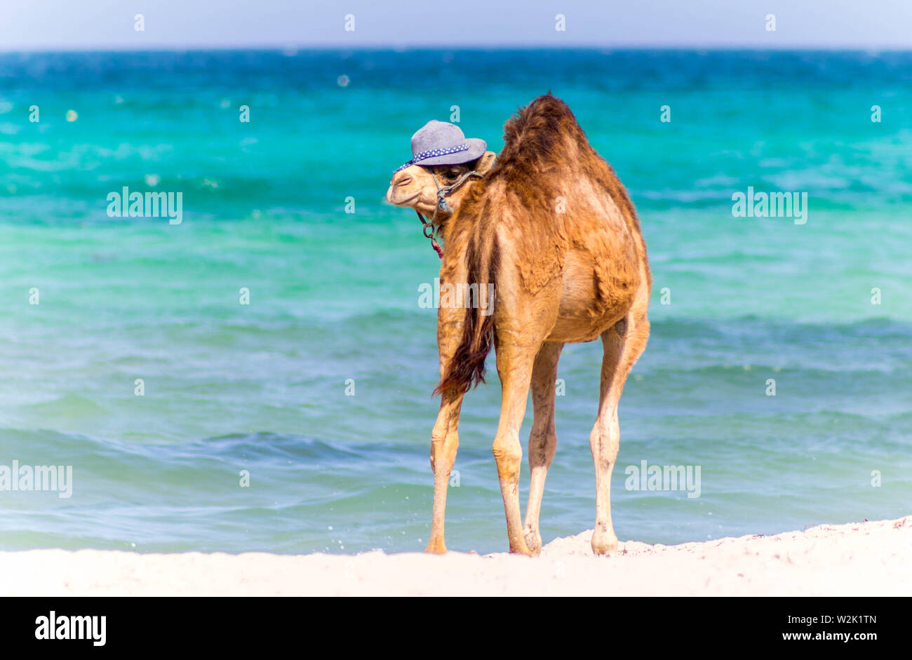 Camel on beach hi-res stock photography and images - Alamy