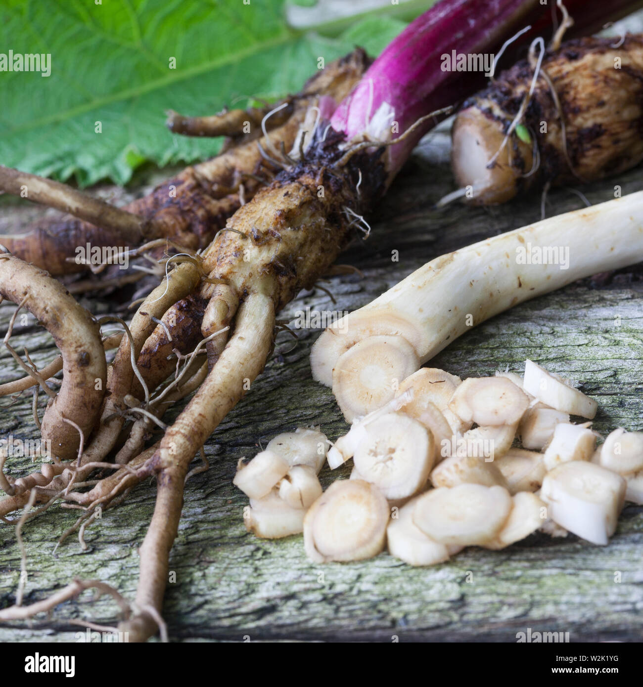 Gobo roots hi-res stock photography and images - Alamy
