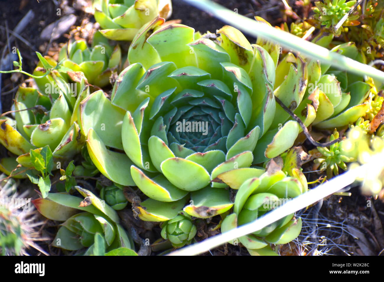 Succulent plant opening its buds Stock Photo - Alamy